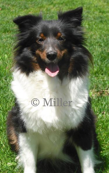 Poshie Puppies parents! Pomshel Puppies, Shelteranian puppies, Tri ...