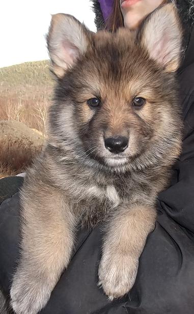 Wicca's German Shepherd pups